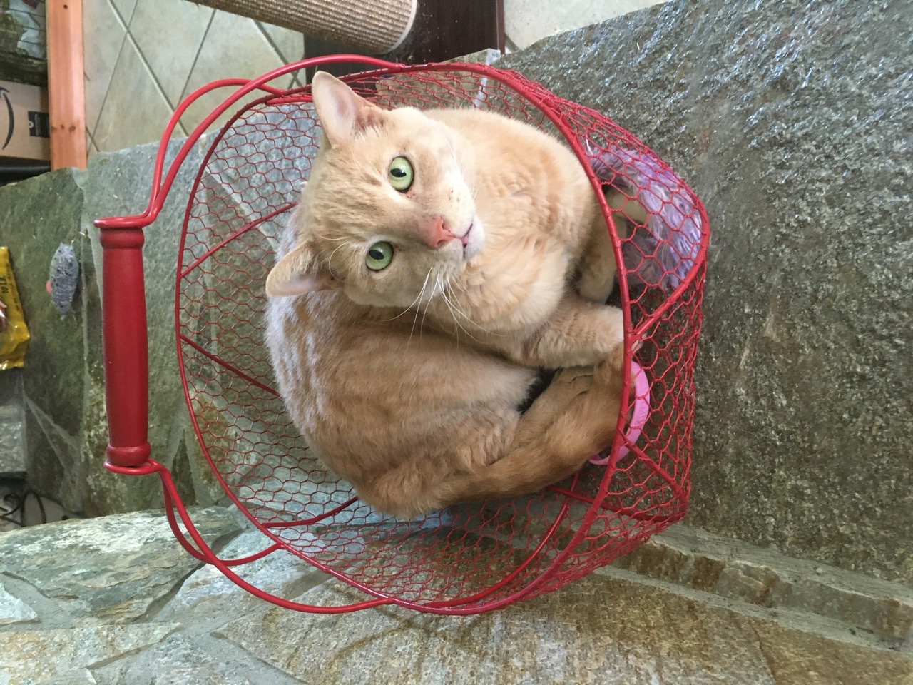 Ginger buddy – Stephanie T. Hopper – Melbourne, FL